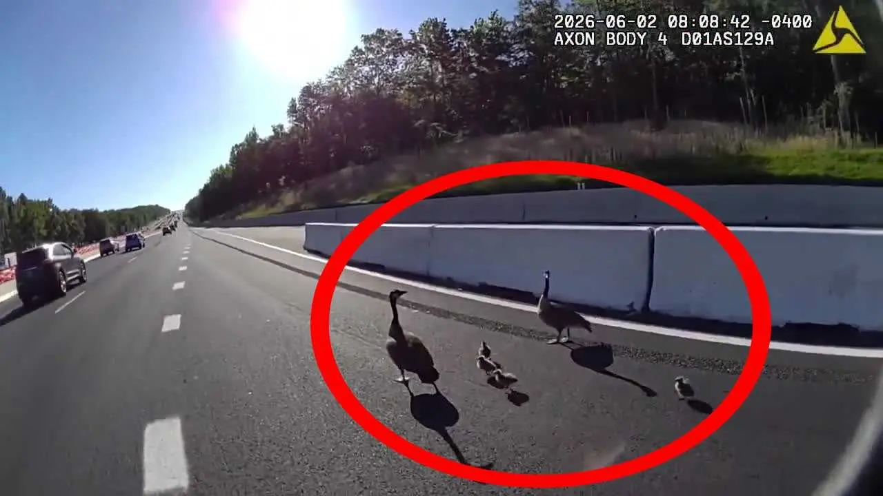 Officer, good Samaritans help guide geese off interstate | WBAL ...