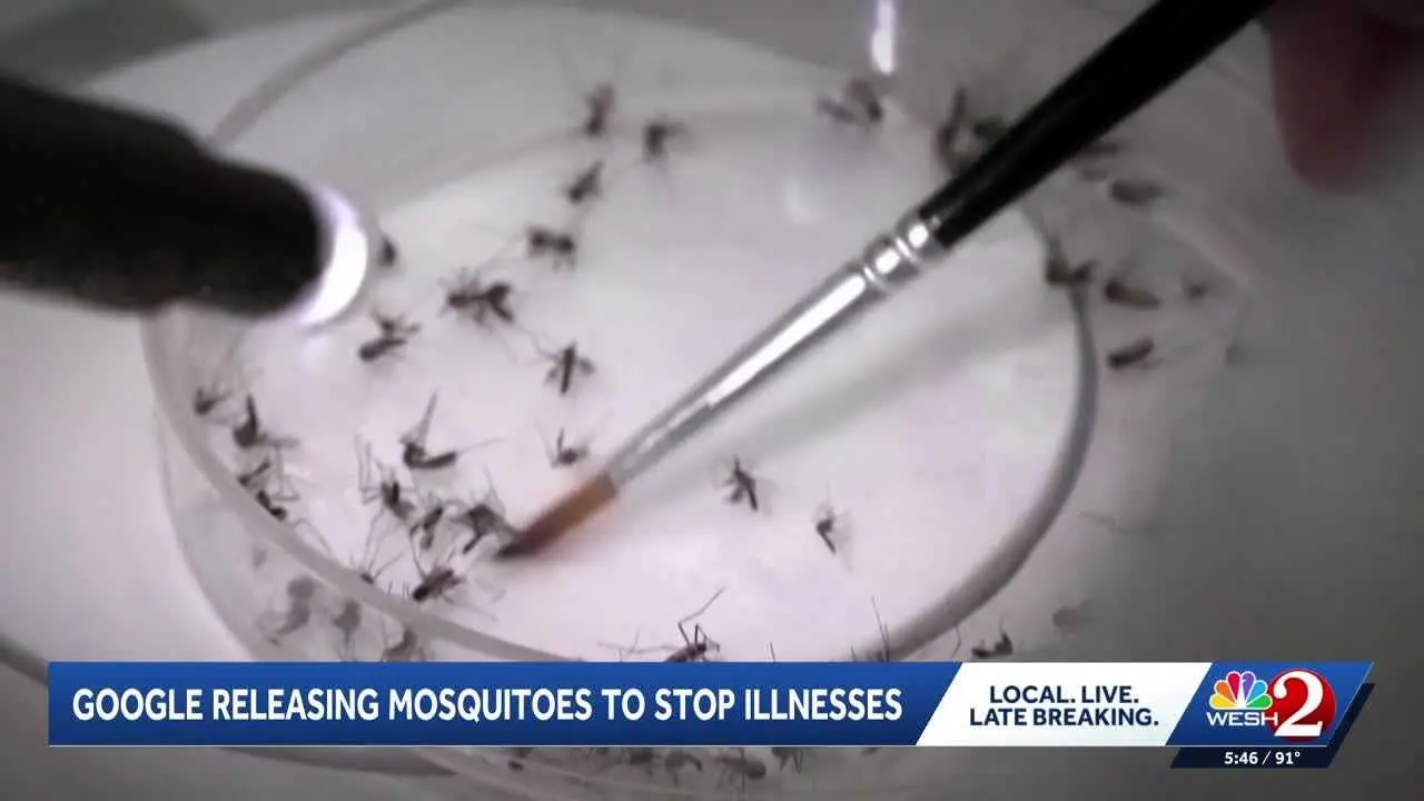 Google plans to release millions of treated mosquitoes in Florida. Here ...