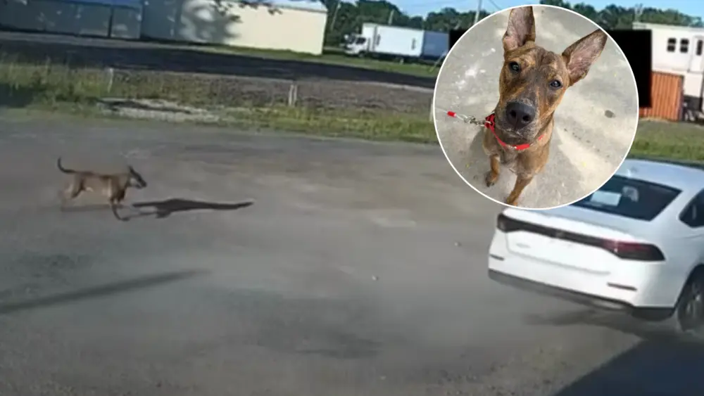 Heartbreaking video shows dog chasing car after being abandoned | WBAL ...