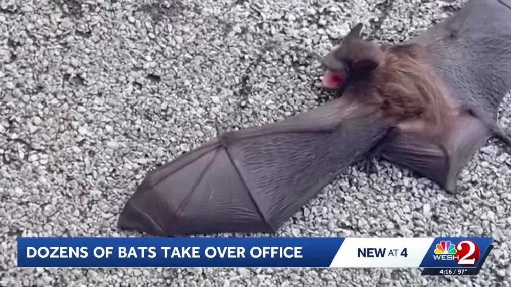 Therapist discovers over 50 bats in her office. She wasn't allowed to ...