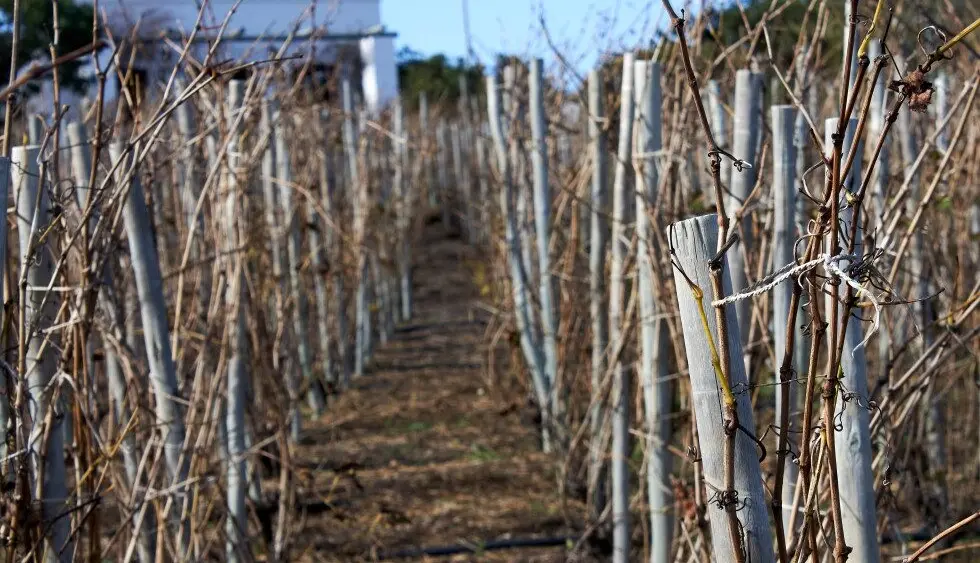 How a COVID lockdown helped make an award-winning winemaker in South ...