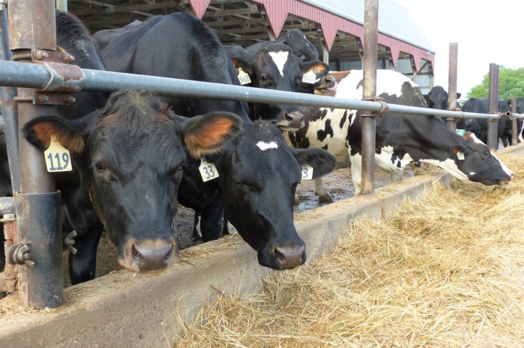 Global Dairy Markets Face Uneven Demand | Hoosier Ag Today