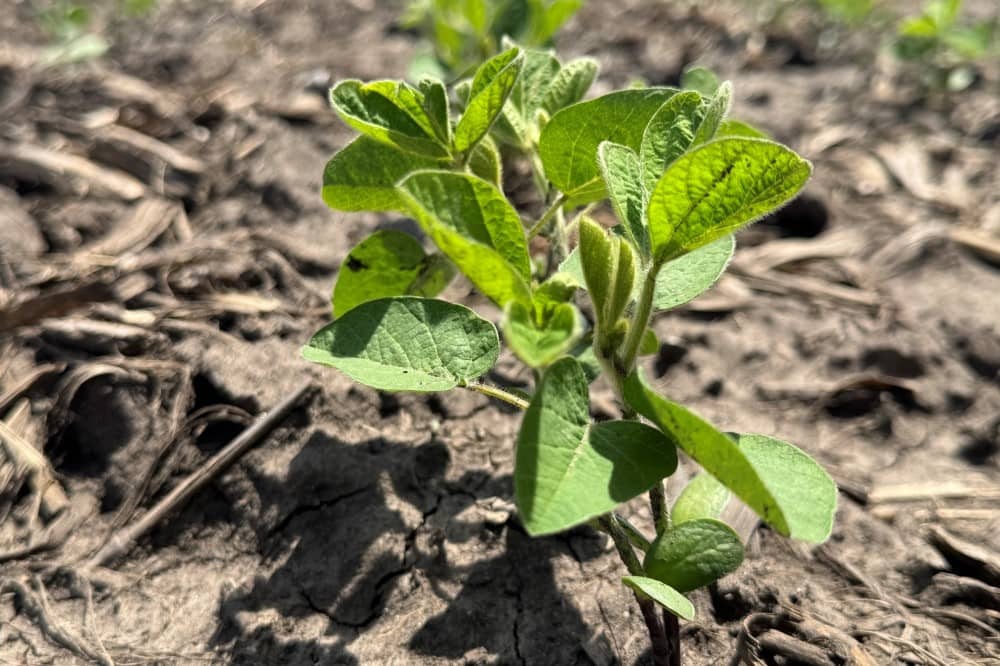 Indiana Corn, Soybean Planting Ahead of 5-Year Pace | Hoosier Ag Today