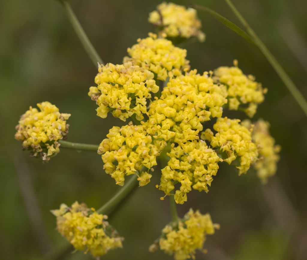 Center for Biological Diversity asking for protections for rare plant ...