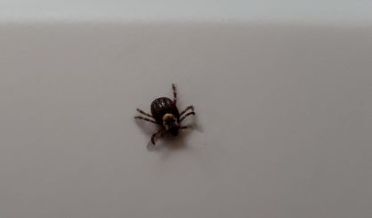 Heath Department issues reminder about tick dangers | Moody on the Market