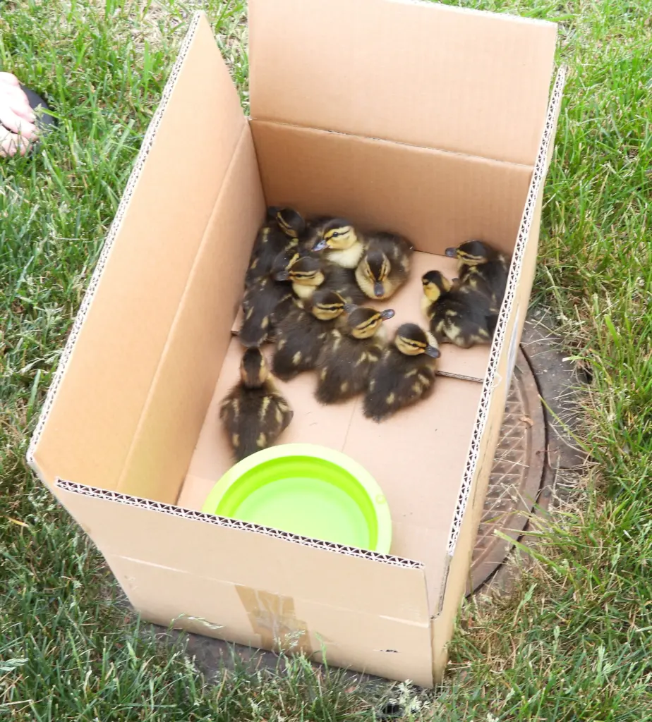 Even a family of ducklings merits a response from South Haven Area ...