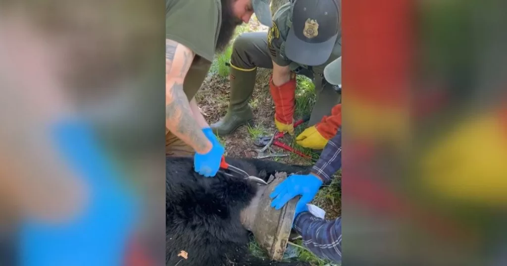 Vermont Bear Freed From Stuck Jug 95 Triple X Wxxx