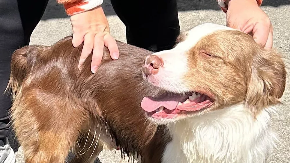 Found Dog | WHVO