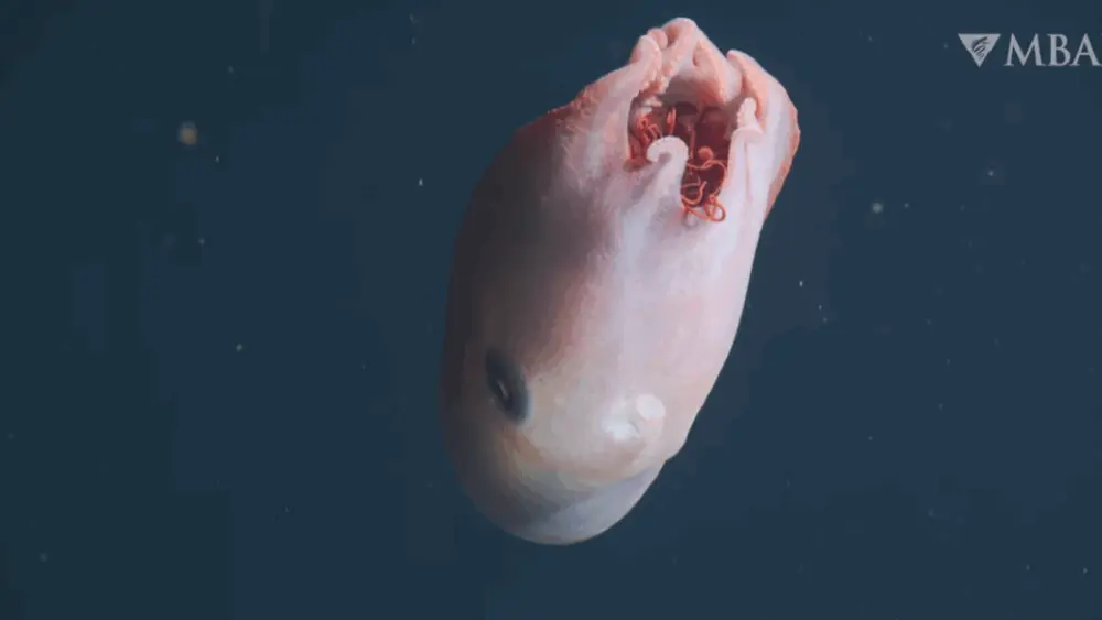 Giant, rare 7-armed sea creature spotted off California coast | Rock ...