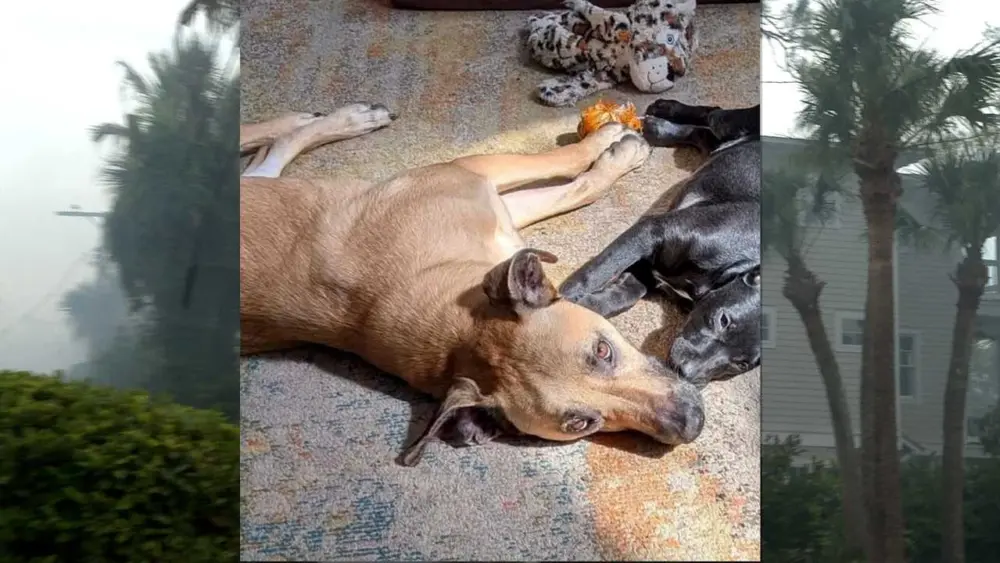 Walker found: Missing dog rescued after surviving days on Little Tybee ...