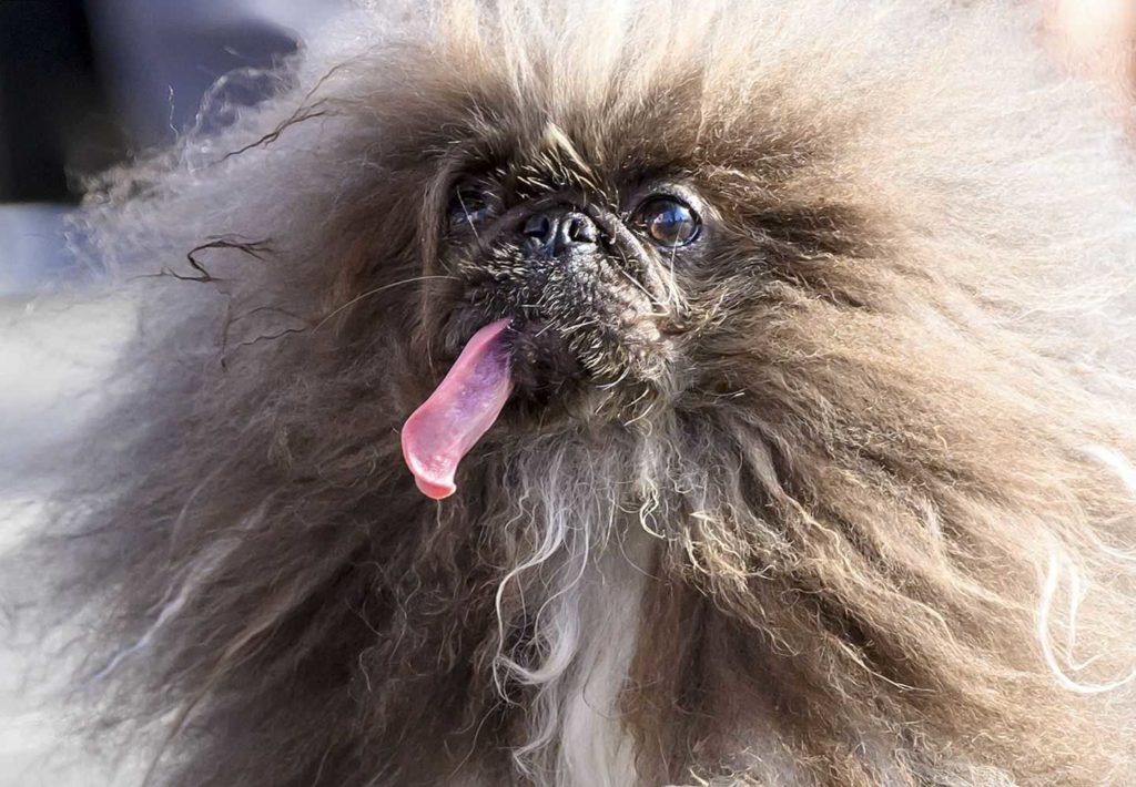 'World's ugliest dog' is a long-tongued frizz-ball called Wild Thang ...