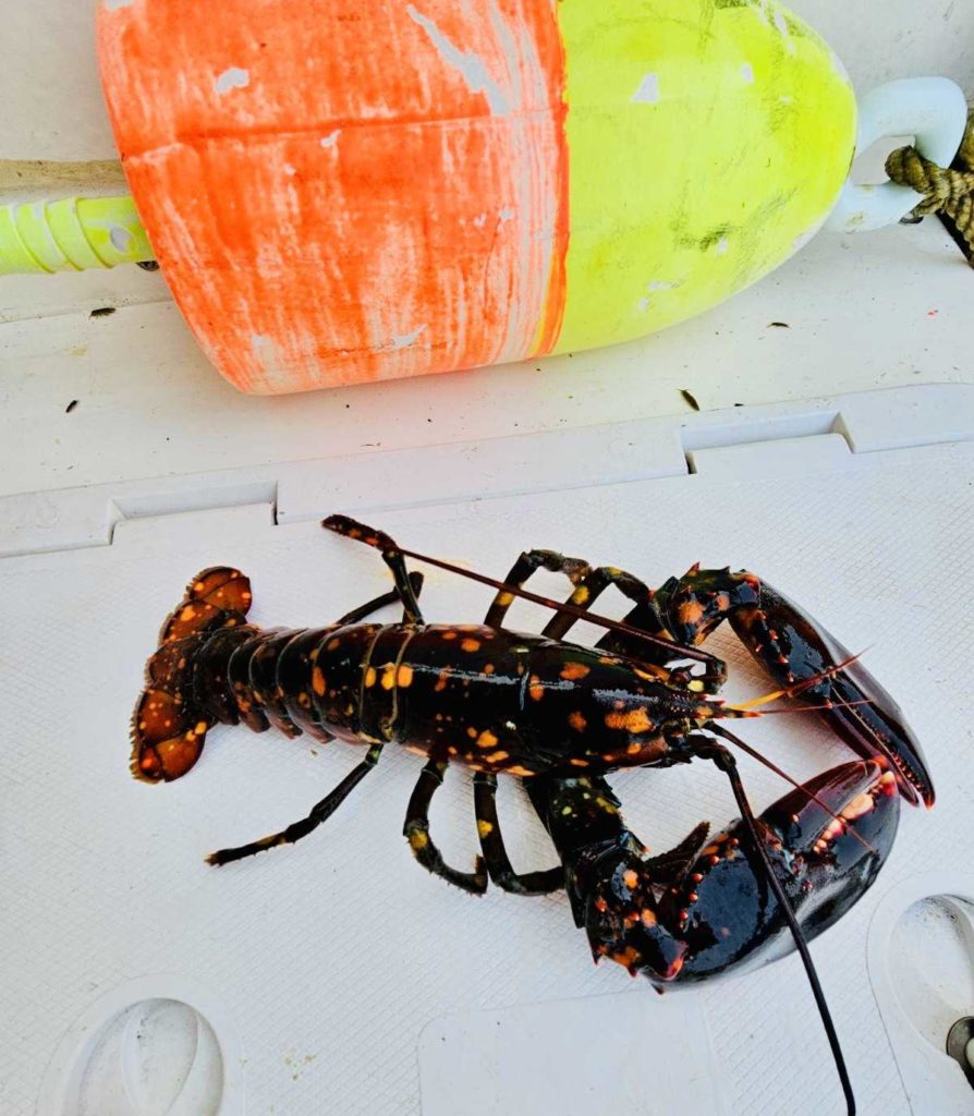 Rare find: Father-son lobstermen pull calico lobster from Maine waters ...