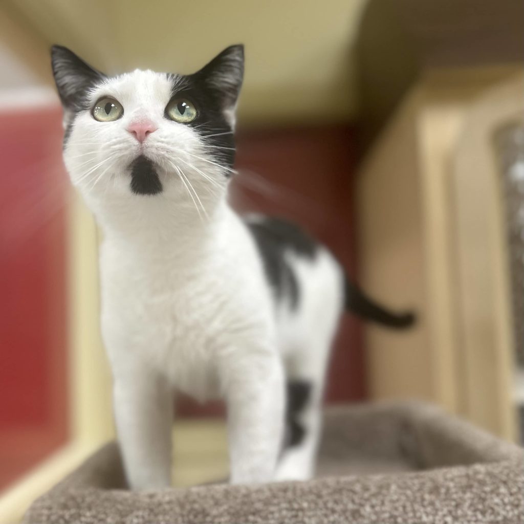 Flower – WJVL's Pet of the Week | WJVL