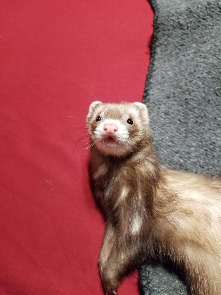 Ferret races at the farmers market – WJVL