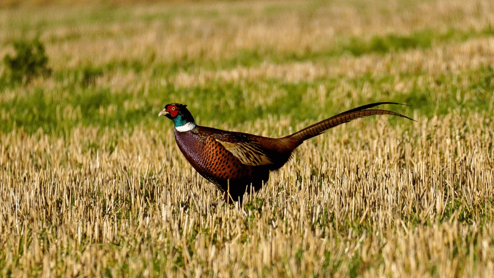 NDGF: Crowing counts up statewide | The Flag - AM 1100 and FM 92.3 WZFG