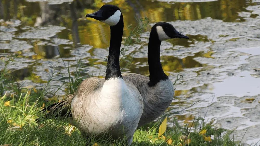 N.D. Game and Fish monitoring increase in sick, dead bird population ...