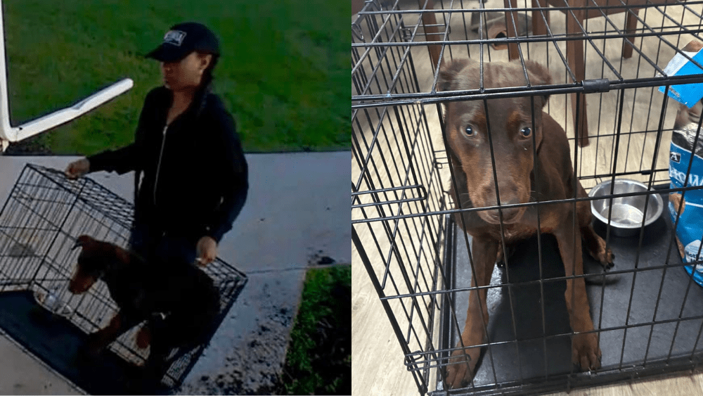 Jamestown animal shelter looks to identify person who left a dog at ...