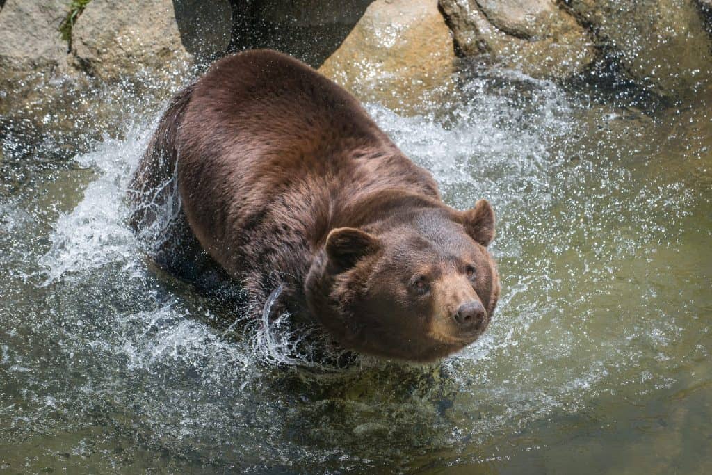 Grandfather Mountain Mourns the Loss of Black Bear | WKYK