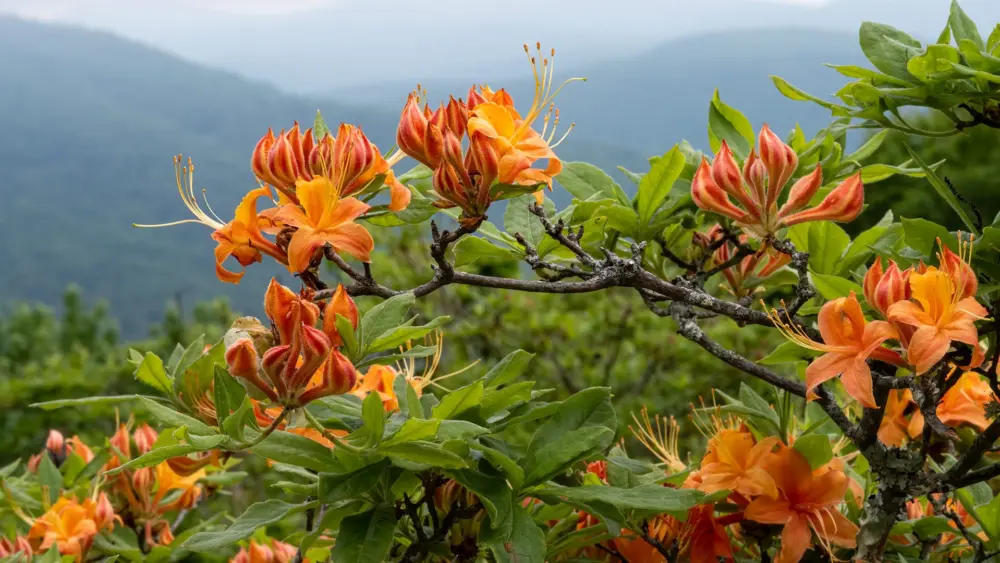 Grandfather Mountain Spring Color Update 6/5/26 | WKYK