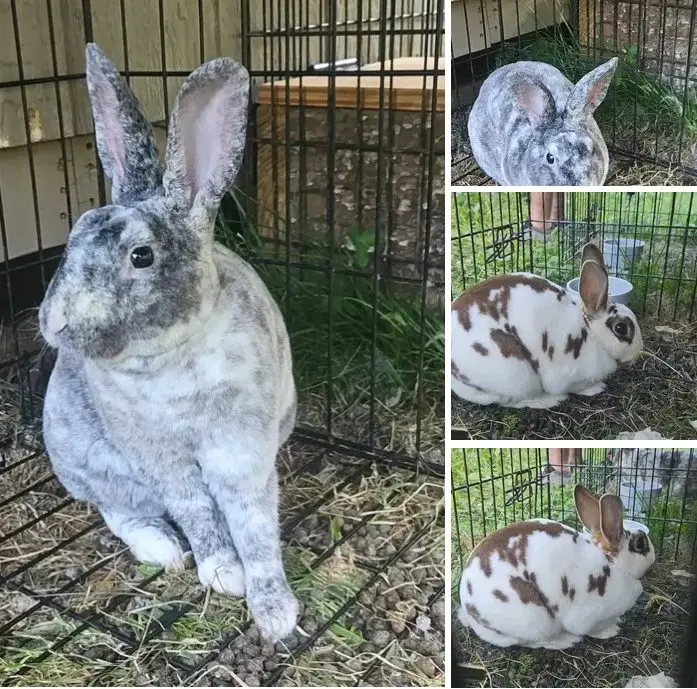 Mini Rex Rabbits | WKYK