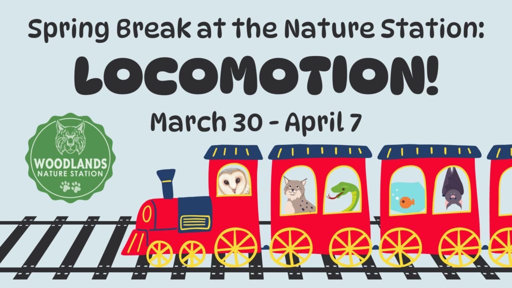 Spring Break at the Woodlands Nature Station – WKDZ