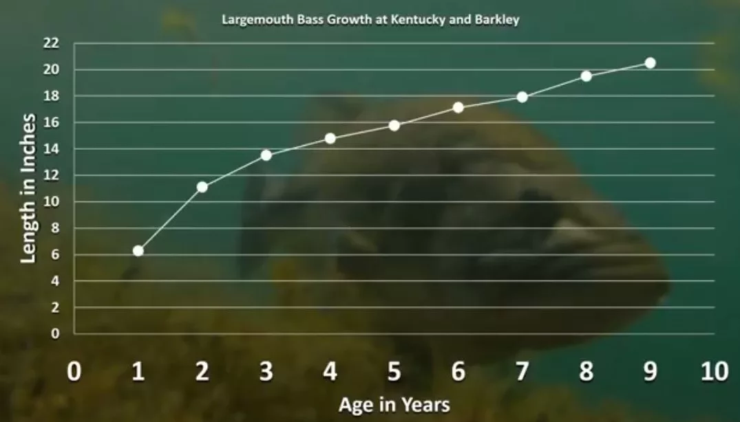Largemouth Bass Length Weight Chart Fish Length To Weight And Size