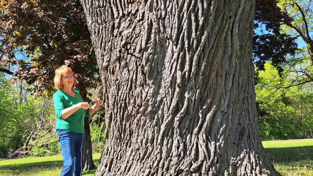Beloit Heritage Trees Program seeks submissions of old trees | Big Radio
