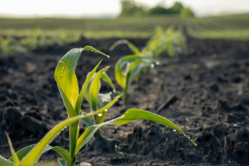 On-time crop planting amid below‑par condition reports (Audio ...
