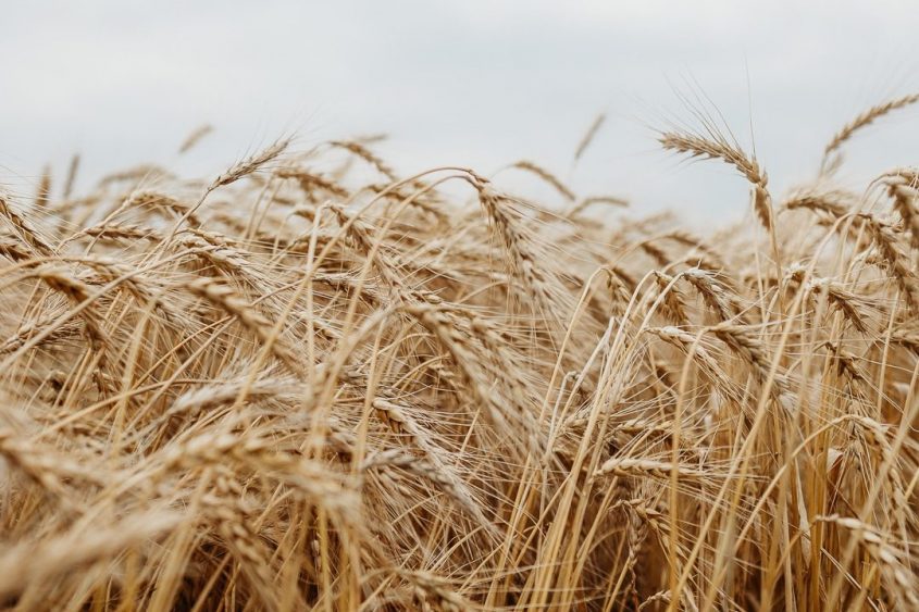 USDA Lowers Winter Wheat Forecast as Plains Drought Persists ...