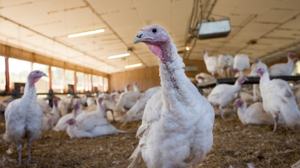Turkeys Raised Down Three Percent from 2024 | Dakota News Network