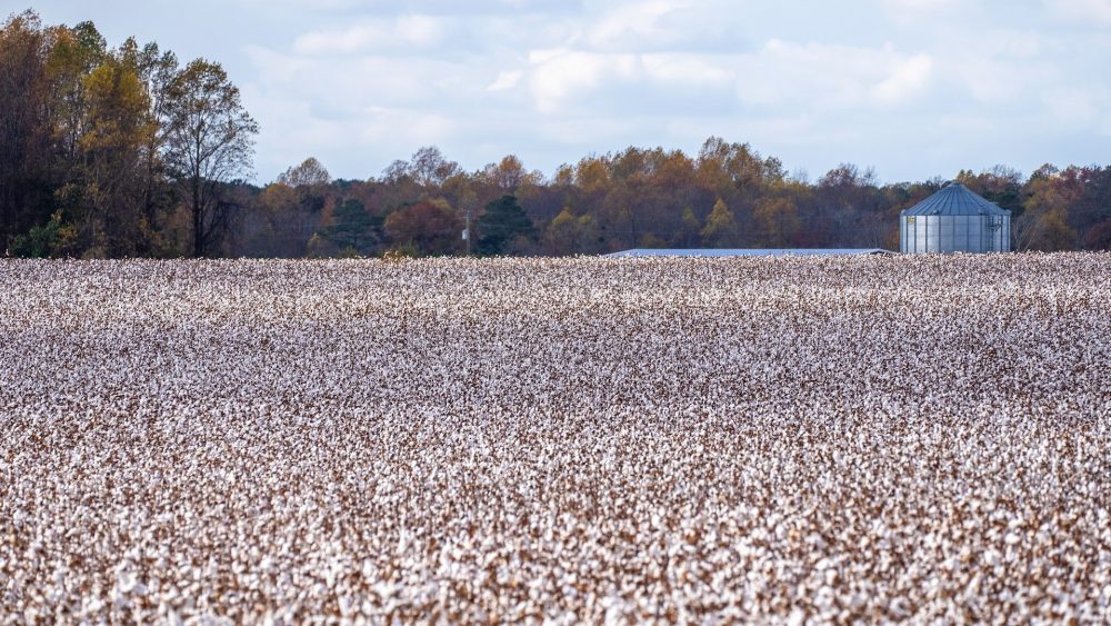 U.S. Cotton Trust Protocol Growers Can Now Apply for the Level 2 ...