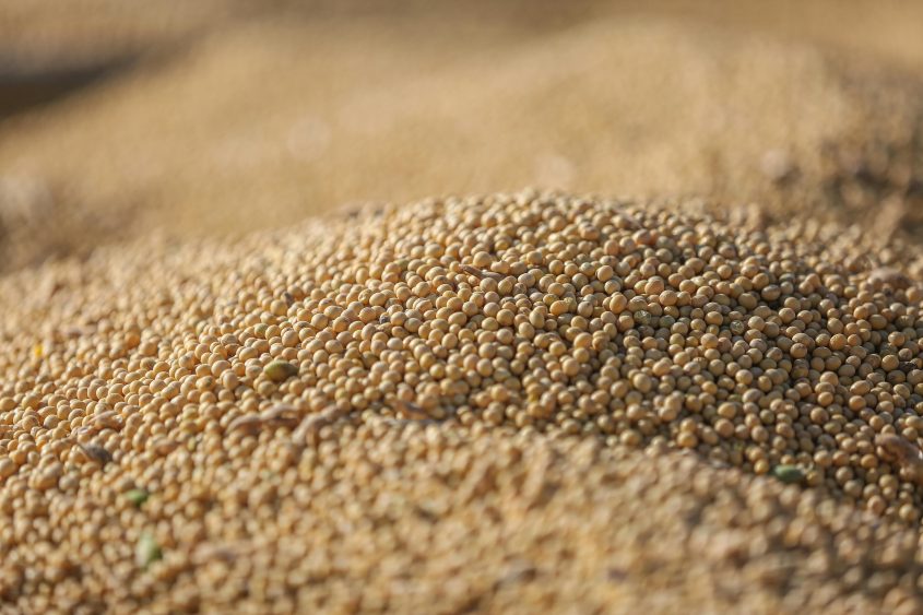 Soybean Export Inspections Drop Sharply | American Ag Network