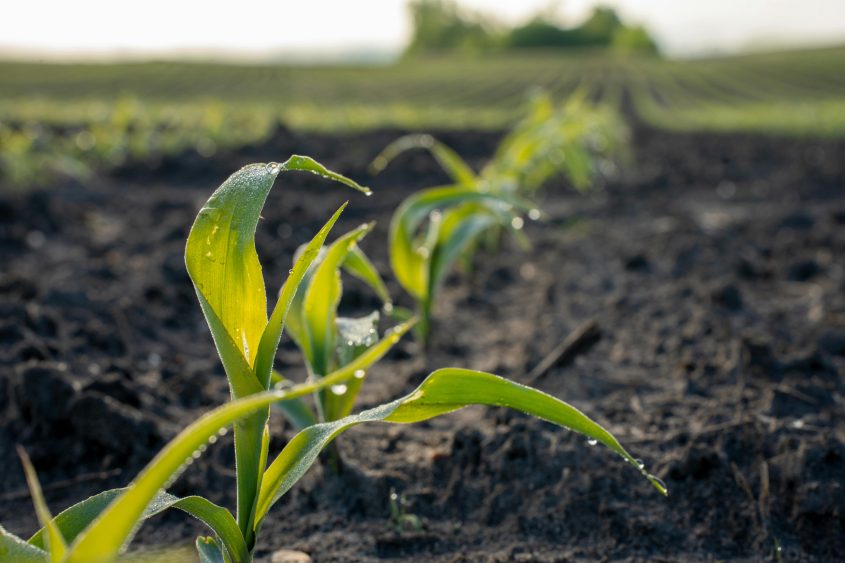 On-time crop planting amid below‑par condition reports (Audio ...
