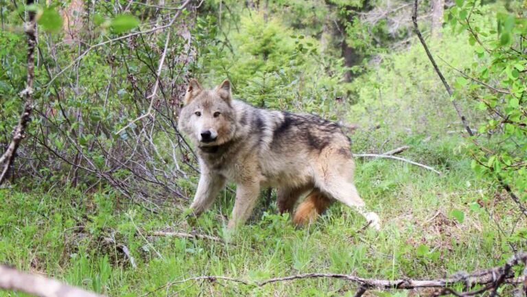 Gray wolf population in WA surges to highest recorded level | Dailyfly News