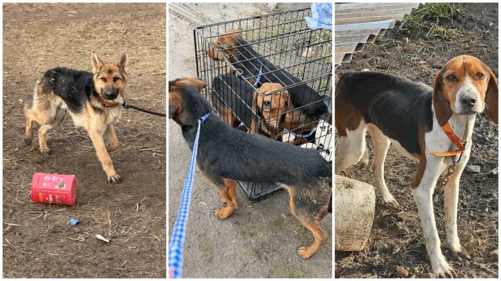 Two Dogs Found Dead-Ten Dogs Found Severely Underweight at Home in ...