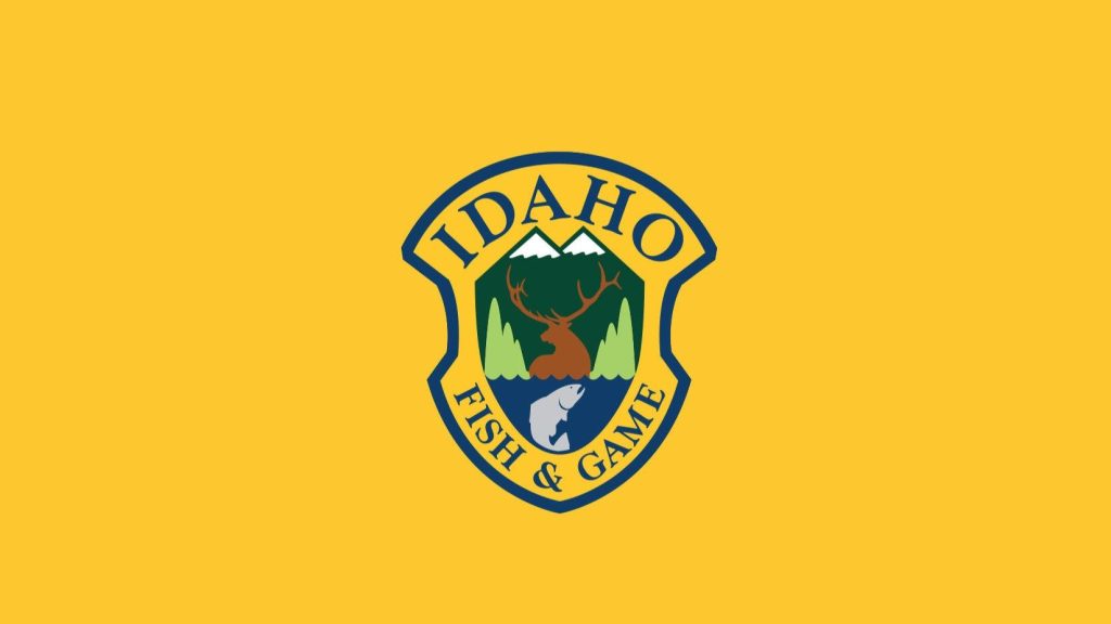 Idaho Fish and Game plans removal of bighorn sheep herd after pneumonia ...