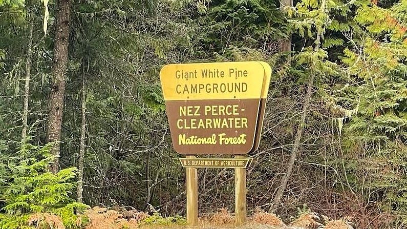 Prescribed burn planned near Giant White Pine Trailhead | Dailyfly News