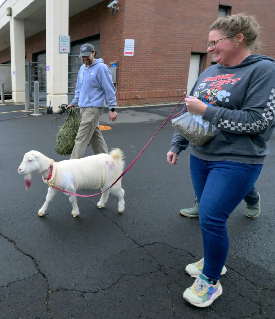 Companion goat with pink goatee thrives after meticulous surgery at WSU ...