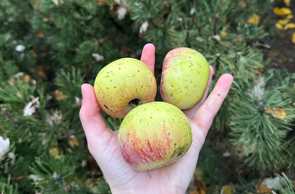WSU Student Helps Rediscover Long-Lost Apple Variety in Pullman ...