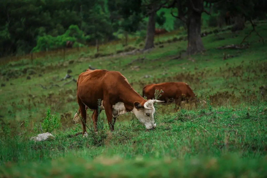 USDA Issues New Grazing Directive for National Forest Lands | Dailyfly News