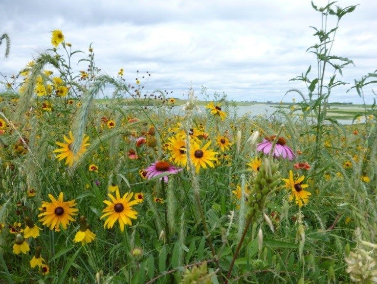 Loss of Four-Legged, Furry Friends | KBMW News