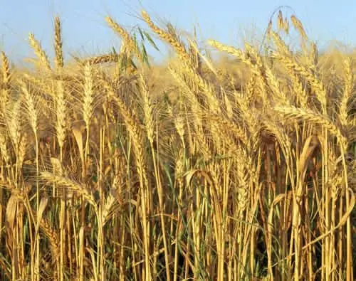 Plains Drought Cuts Winter Wheat Production Forecast | KBMW News