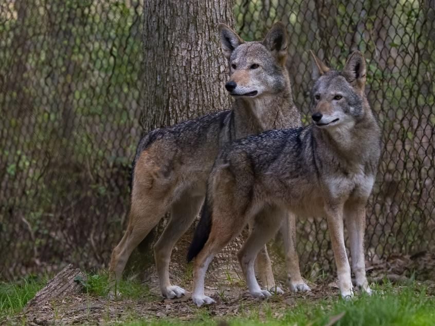Woodlands Nature Station Celebrates Wolf Week with Educational Programs ...
