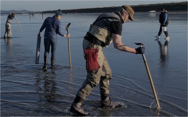 Fish & Wildlife announces a full season of razor clam digs | Radio ...