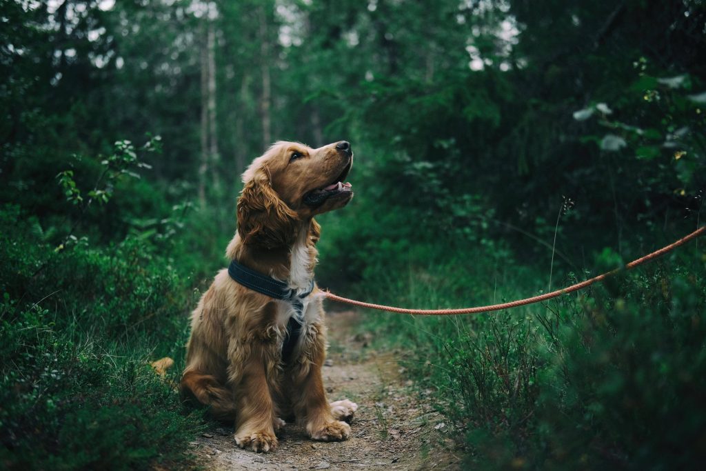 Clallam County Cracks Down on Pet Rule Violations at Local Parks ...