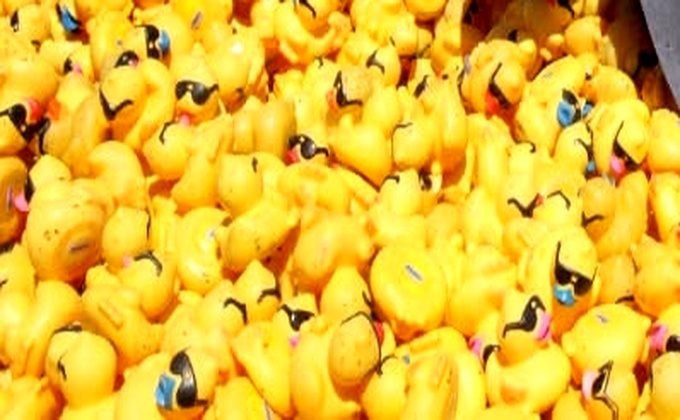 Derby Ducks "Plucked"; Winner Announced | Radio Pacific Inc