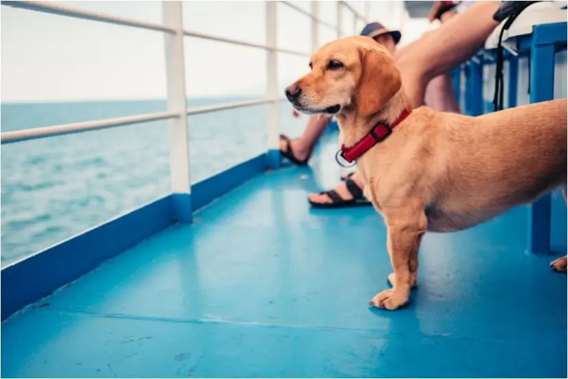 Dogs are now allowed on ferry passenger decks, but the rules are tight ...