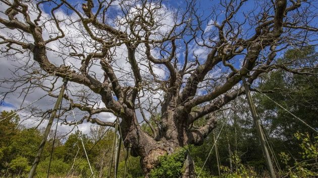 Thousand-year-old ancient oak tree tied to 'Robin Hood' legend has died ...