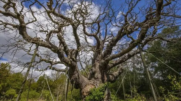 Thousand-year-old ancient oak tree tied to 'Robin Hood' legend has died ...