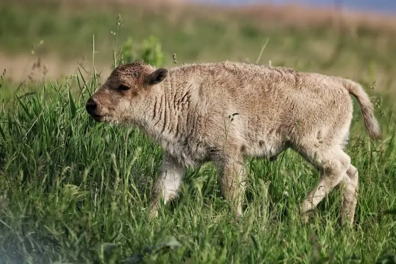 U.S. Fish And Wildlife Service Reviewing Death Of White Bison Calf At ...